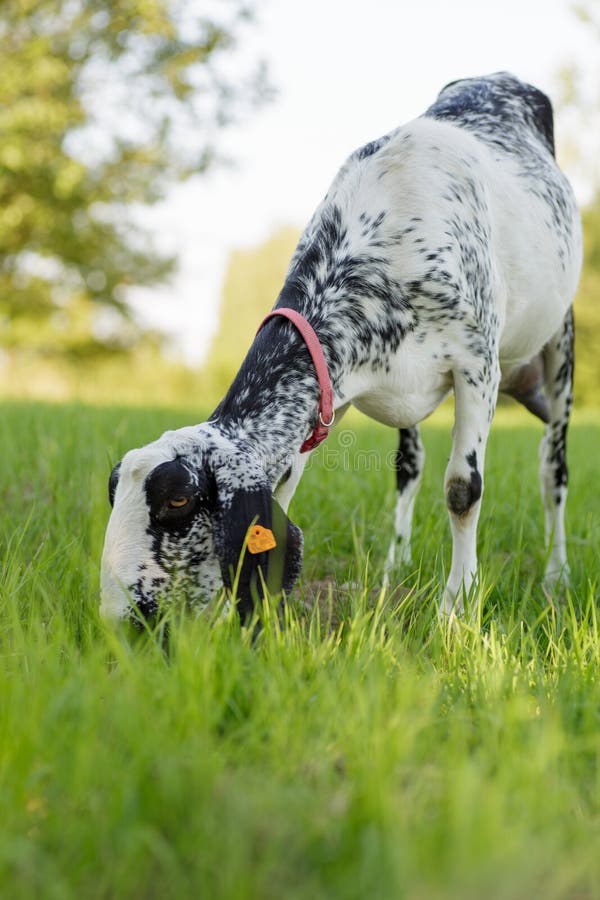 Goat on the pasture stock photo. Image of grazing, black - 260964180