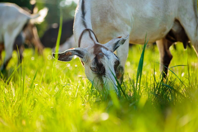 Goat on the pasture stock image. Image of meadow, speed - 260964307