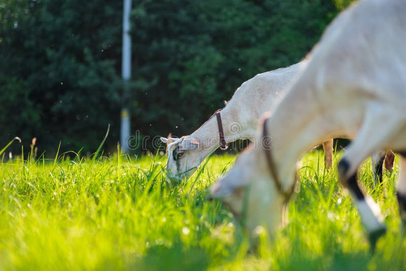 Goat on the pasture stock image. Image of green, evening - 260964335