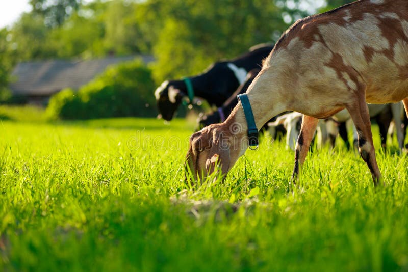 Goat on the pasture stock image. Image of calm, grazing - 260964393