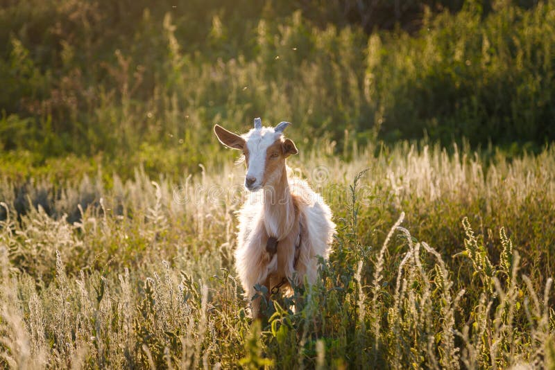 Brown Goat on Pasture in Field in Sunset Light. Stock Photo - Image of ...