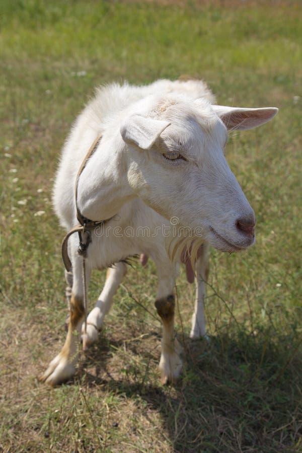Goat in the pasture stock photo. Image of domestic, goat - 103700870