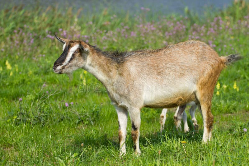 Goat pasture stock photo. Image of farmland, portrait - 38328508