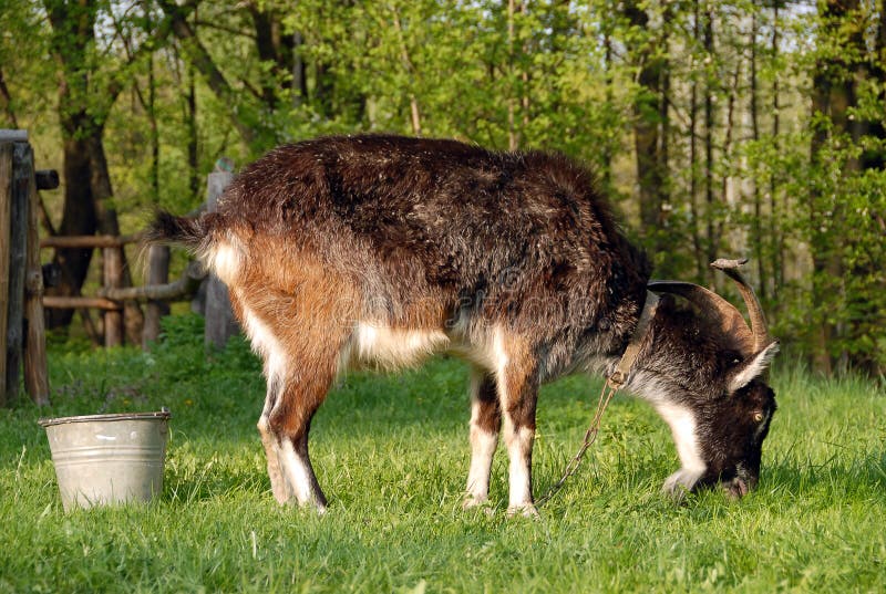 A Goat in the Pasture, Poland Stock Image - Image of ecological ...
