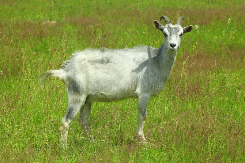 Goat on the pasture stock photo. Image of nature, goat - 70462584