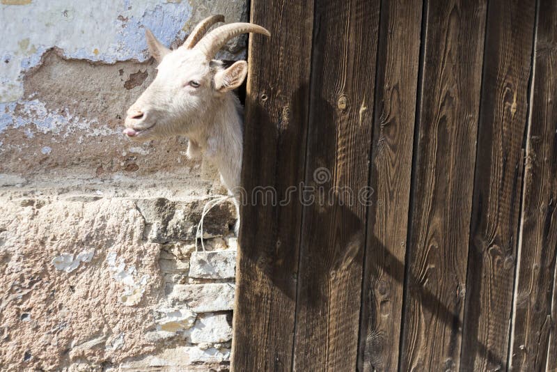 Goat Peeking Out from Behind Wooden Barn Door Stock Image - Image of ...
