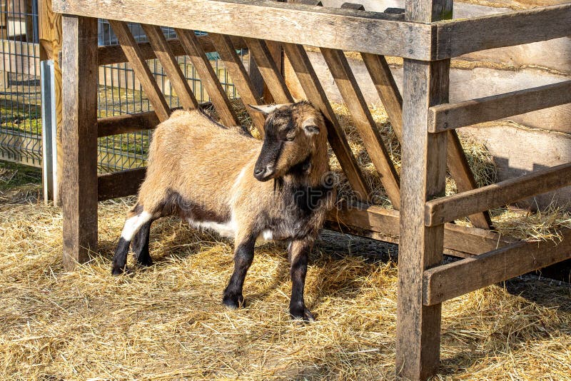 Goat in a pen stock image. Image of breed, farm, nature - 214730837