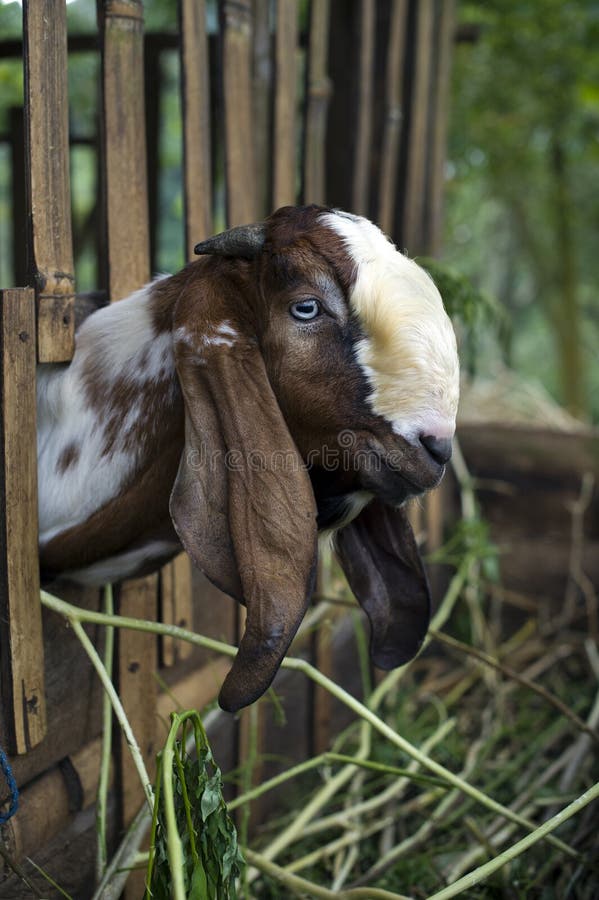 Goat in pen stock image. Image of meat, feeding, farm - 89827303