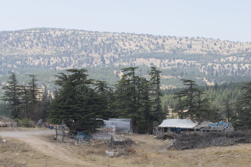 Goat Pens Under Cedar Trees Stock Image - Image of tree, libani: 287940283