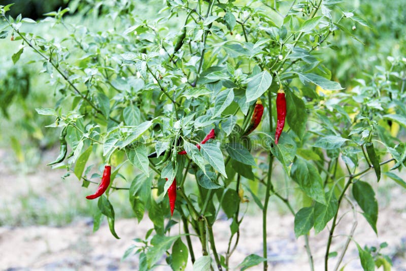 Goat pepper stock image. Image of chilli, cooked, enliven - 82128275