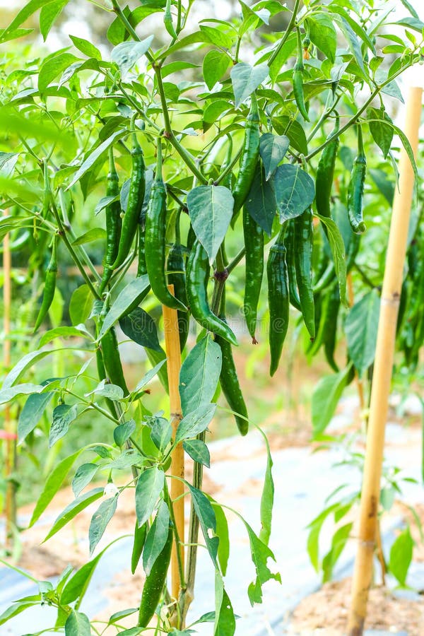 Goat pepper stock image. Image of cooking, chili, close - 76925551
