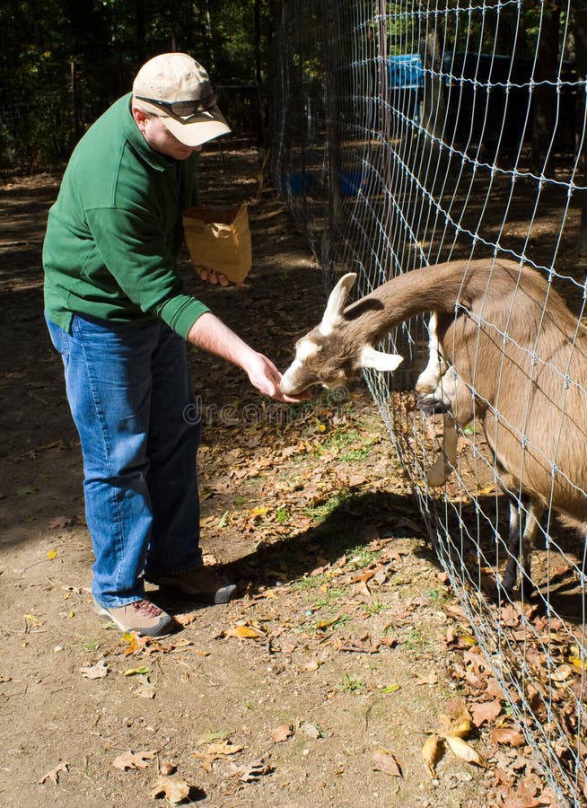 Petting farm animals stock photo. Image of field, together - 39041586