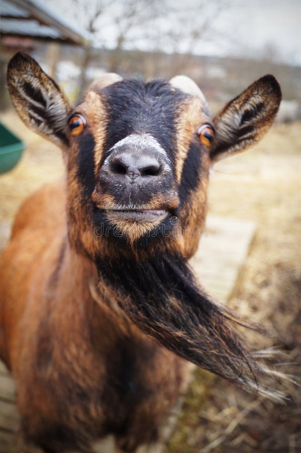Goat stock image. Image of look, cheese, humour, goat - 60934633
