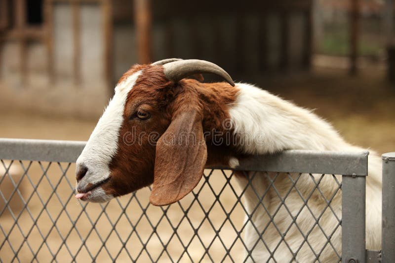 Goat stock photo. Image of hircus, chinese, mammal, animal - 61411116