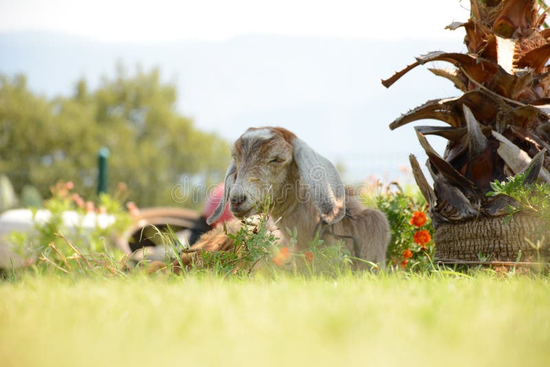 Goat picture garden stock photo. Image of garden, lazygoat - 176402650
