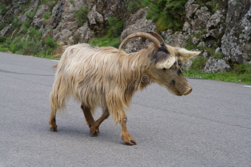 Goat with pig head stock image. Image of cattle, background - 218848323