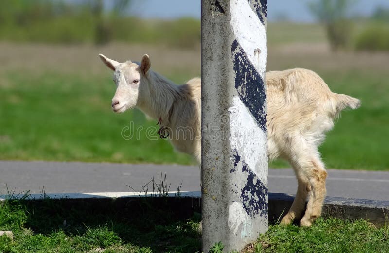 Goat and pillar stock image. Image of agriculture, hide - 60794585