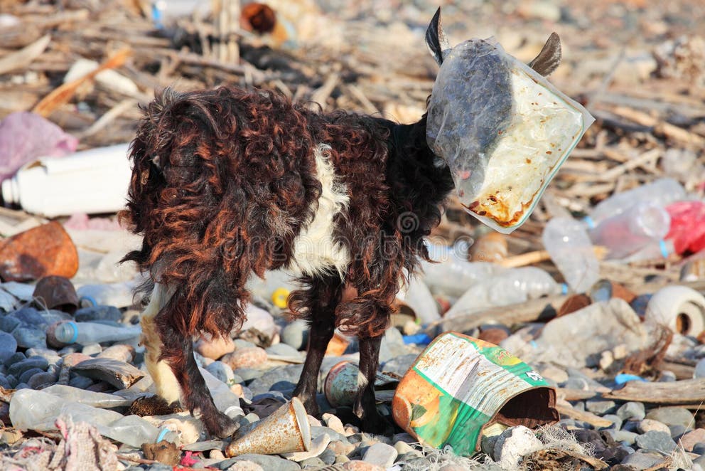 Goat with Plastic Bag on Head Stock Image - Image of refuse, pieces ...