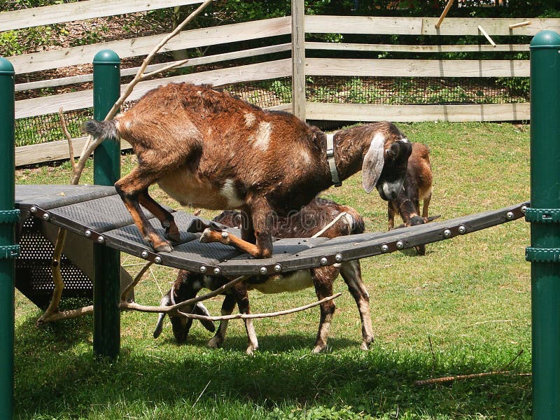 Goat Play Equipment