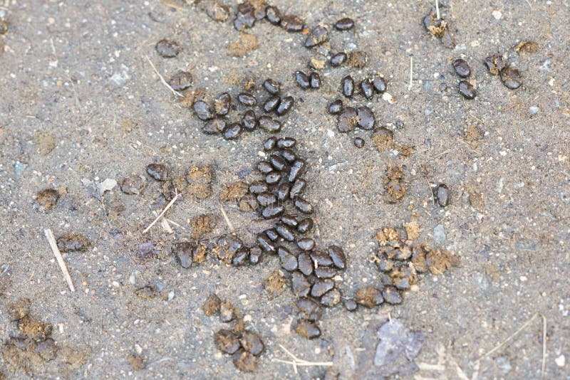 Goat Poop Lying on the Sidewalk Stock Photo - Image of ground ...