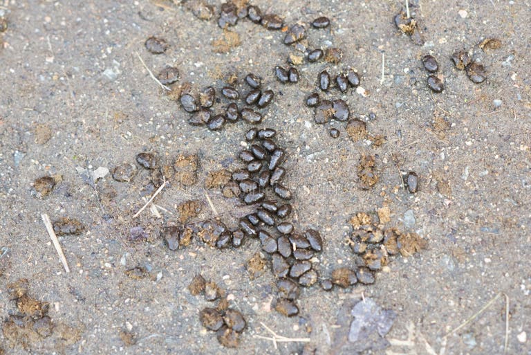 Goat Poop Lying on the Sidewalk Stock Photo - Image of ground ...