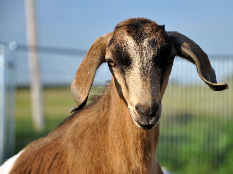 Goat portrait stock image. Image of agriculture, ears - 10434653