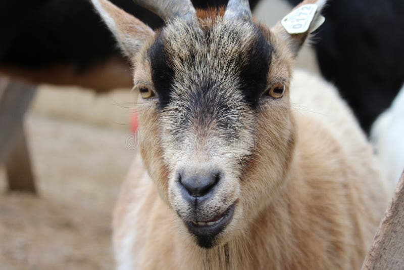 Grinning Goat Stock Photos - Free & Royalty-Free Stock Photos from ...