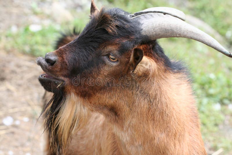 Goat Portrait stock image. Image of milk, nannies, ranch - 1276859