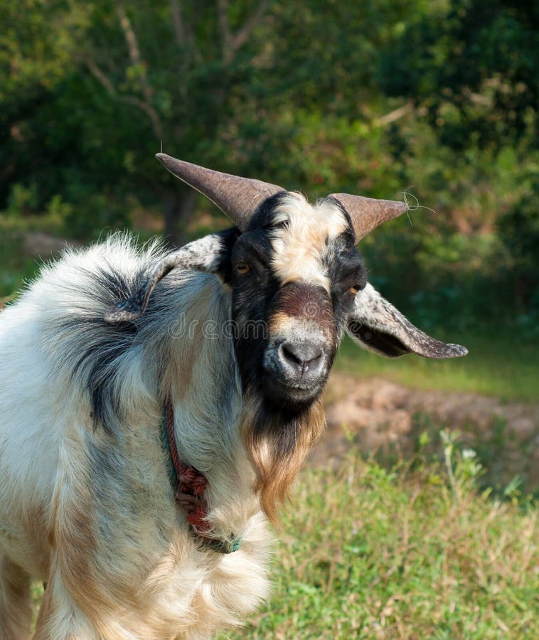 Two goat portrait stock photo. Image of domestic, beautiful - 22181464