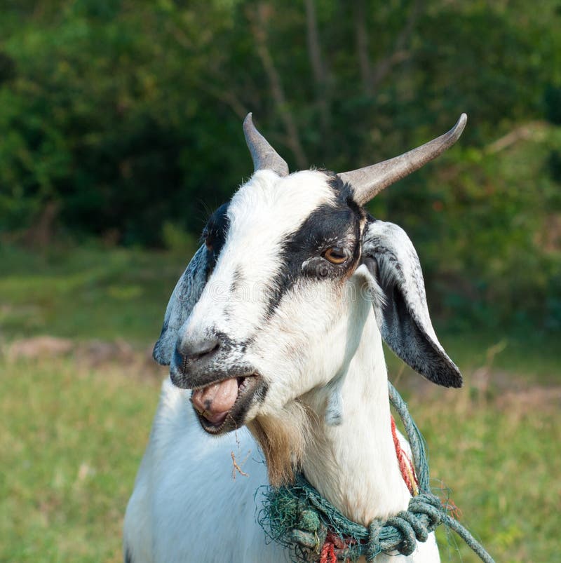 Two goat portrait stock photo. Image of domestic, beautiful - 22181464