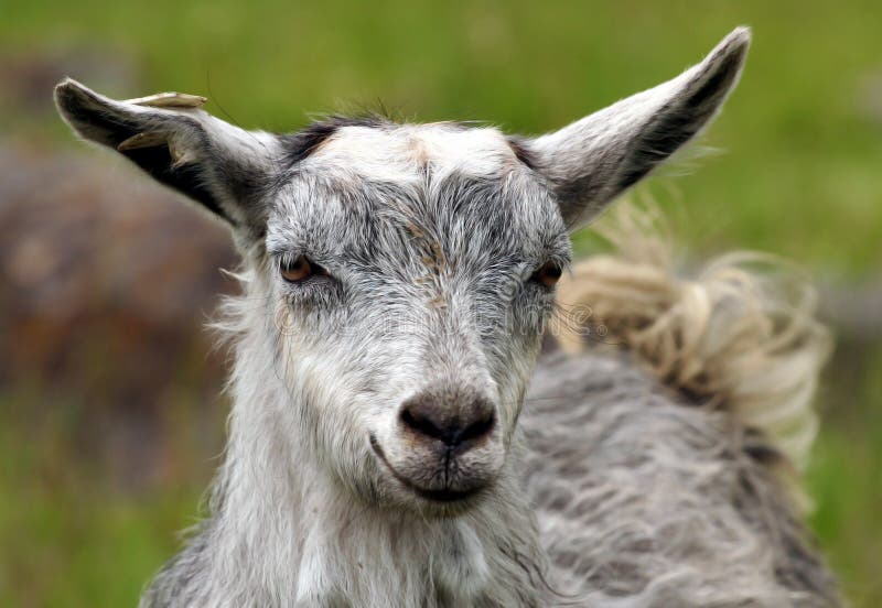 Goat portrait stock image. Image of fauna, nature, landscape - 24117355