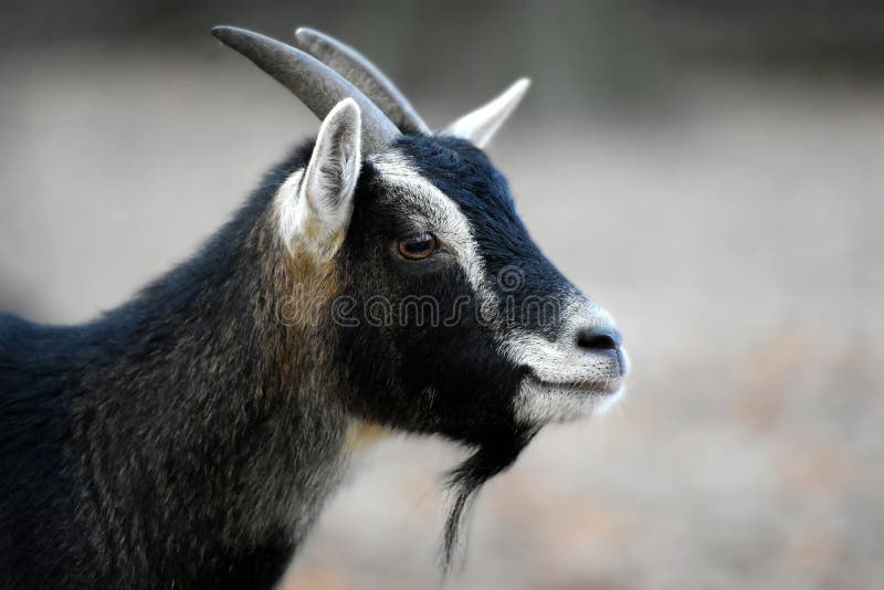 Goat Faces Front Side Stock Photos - Free & Royalty-Free Stock Photos ...