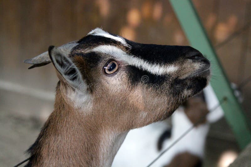 Goat portrait stock image. Image of portrait, sheep, studio - 46172535
