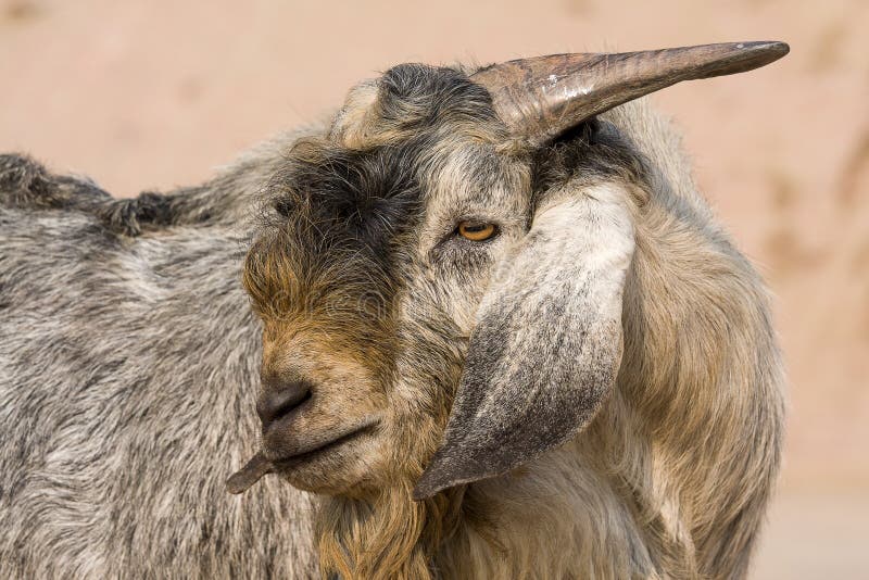 Goat portrait stock image. Image of majestic, cute, domestic - 42500191