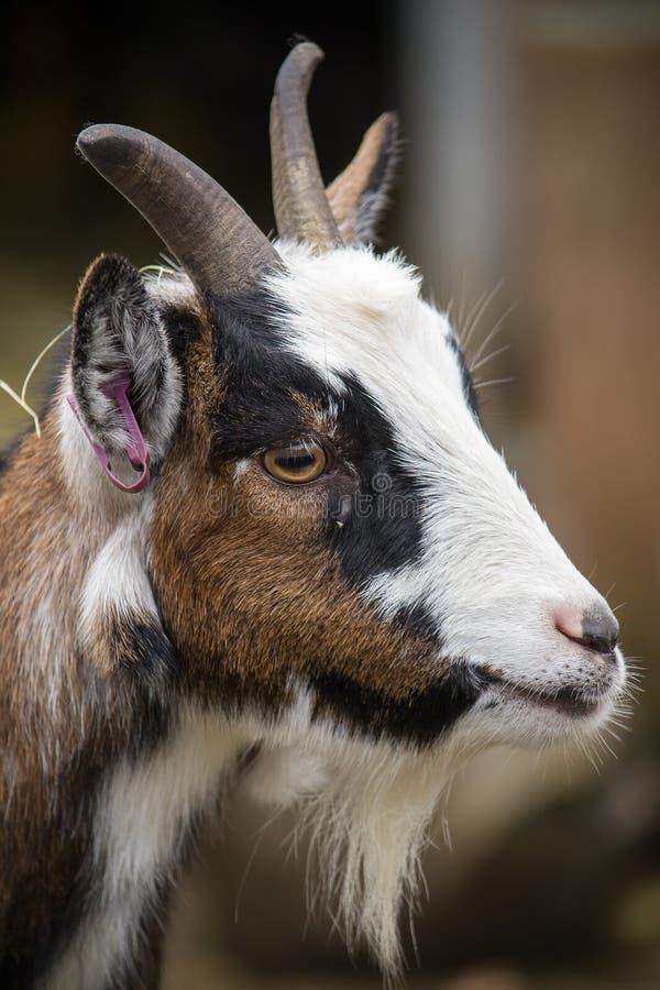 Goat portrait stock image. Image of furry, farm, closeup - 62517073