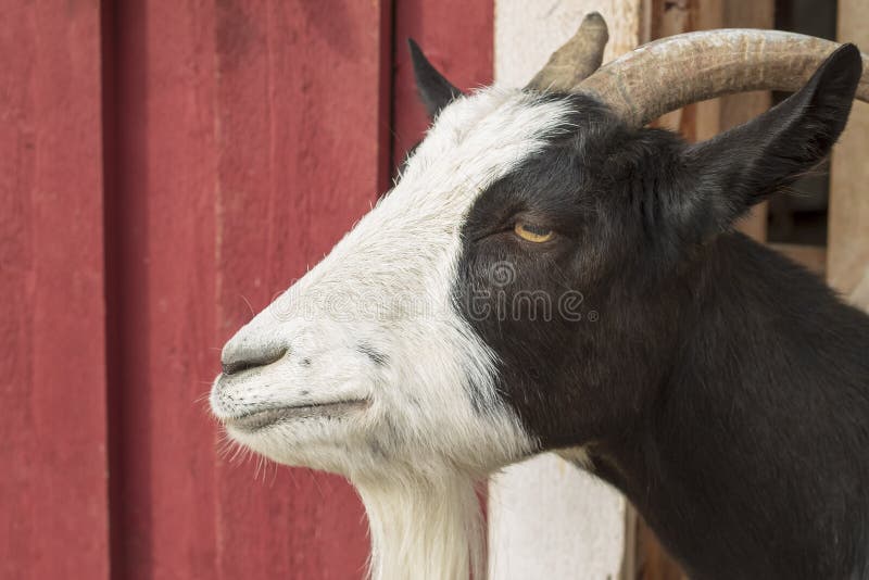 Goat Portrait. Closeup Photo of a Black and White Goat Stock Photo ...