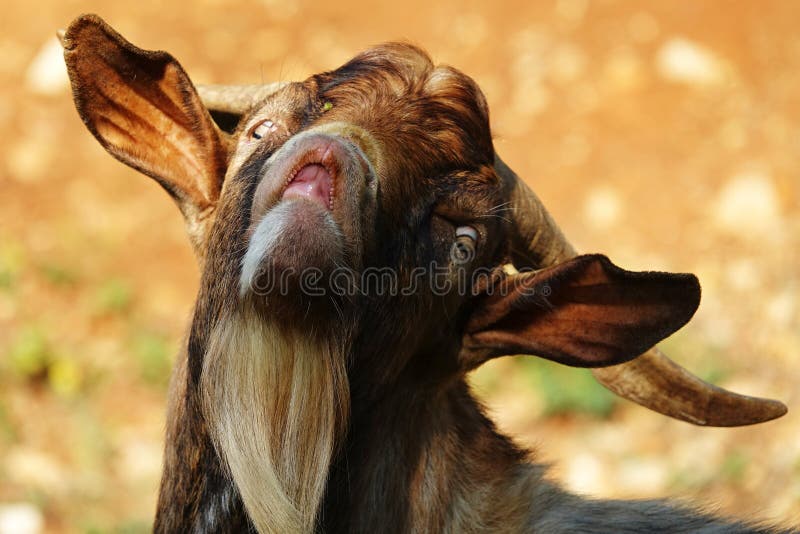 The goat stock image. Image of mediterranean, curiosity - 251653377