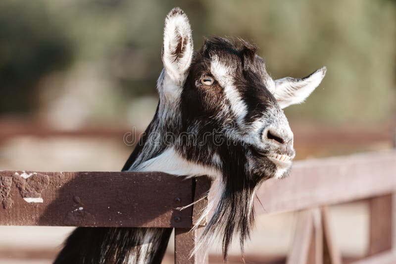 Goat. Portrait of a Goat on a Farm in the Village. Beautiful Goat ...