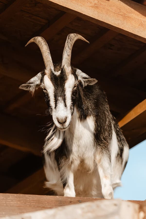 Goat. Portrait of a Goat on a Farm in the Village. Beautiful Goat ...