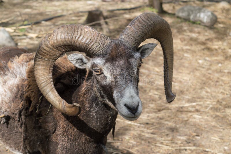 Alpha Male Goat stock image. Image of shorn, spring, farming - 27128615