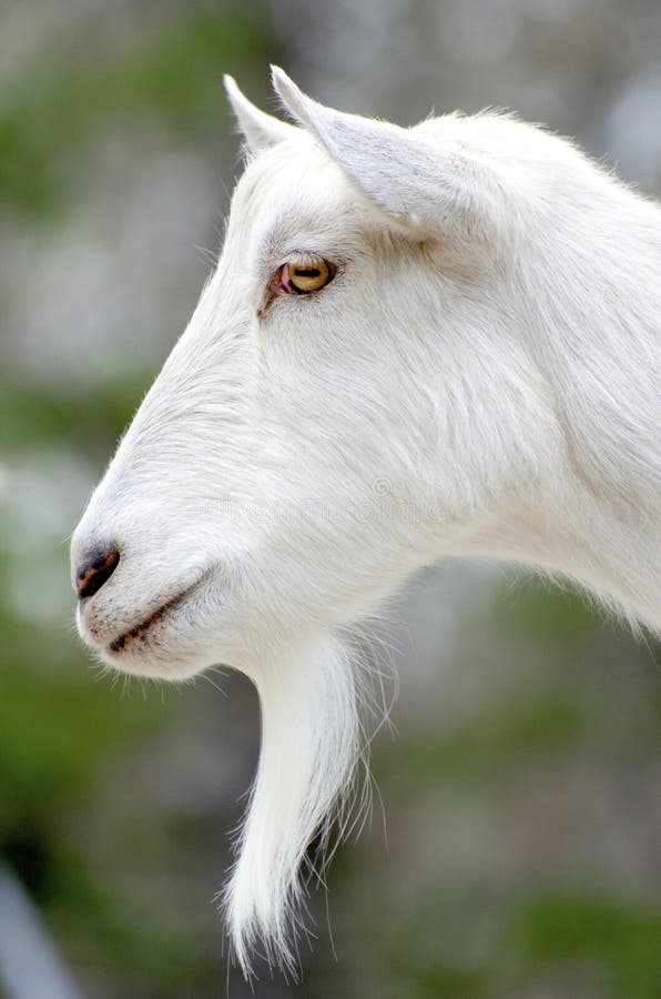 547 Handsome Goat Photos - Free & Royalty-Free Stock Photos from Dreamstime