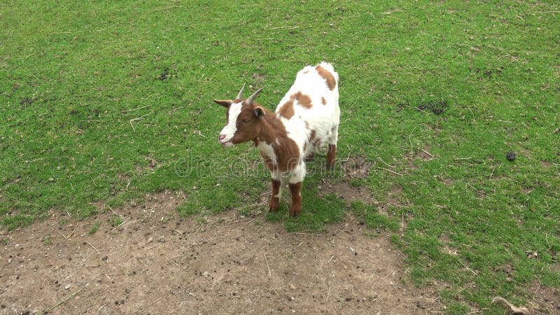 Goat Portrait with Horns, Spotted Goat Kid Closeup Stock Video - Video ...