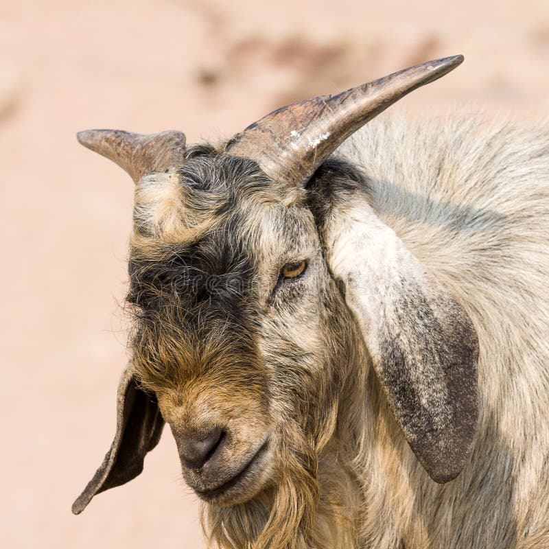 Goat portrait stock image. Image of cute, nature, life - 41676219