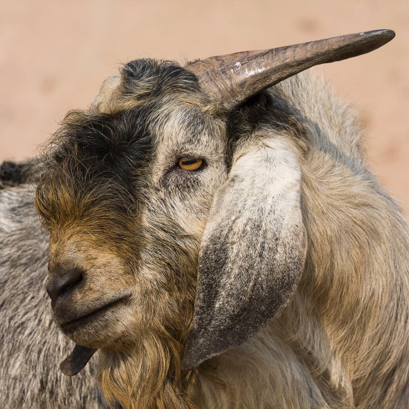 Goat portrait stock photo. Image of group, head, animal - 34577158