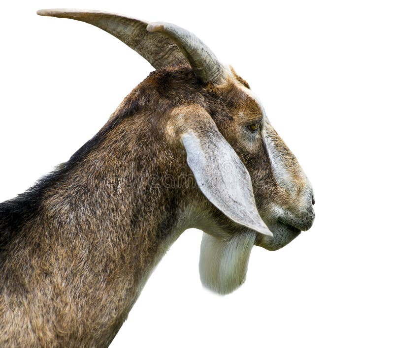 286 Goat Profile Side Photos - Free & Royalty-Free Stock Photos from ...