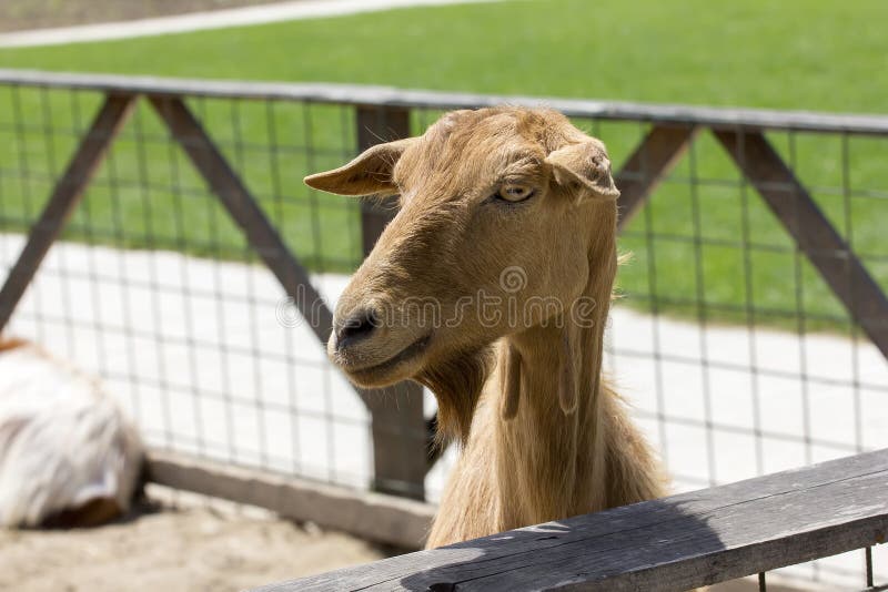 Goat portrait stock image. Image of products, barn, horned - 56084361