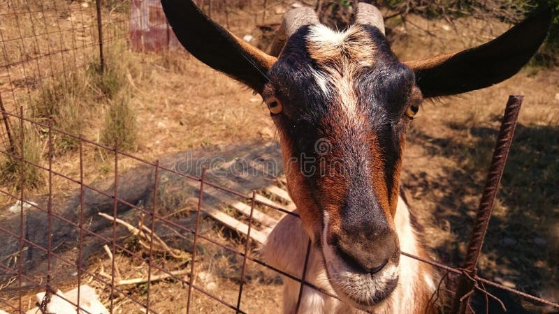 Goat portrait stock photo. Image of goat, looking, closeup - 97631020