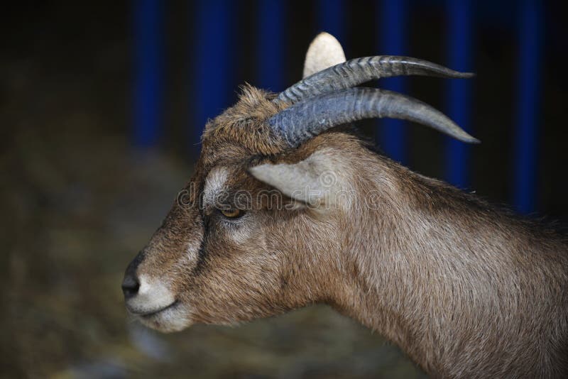 Goat Moshav Stock Photos - Free & Royalty-Free Stock Photos from Dreamstime