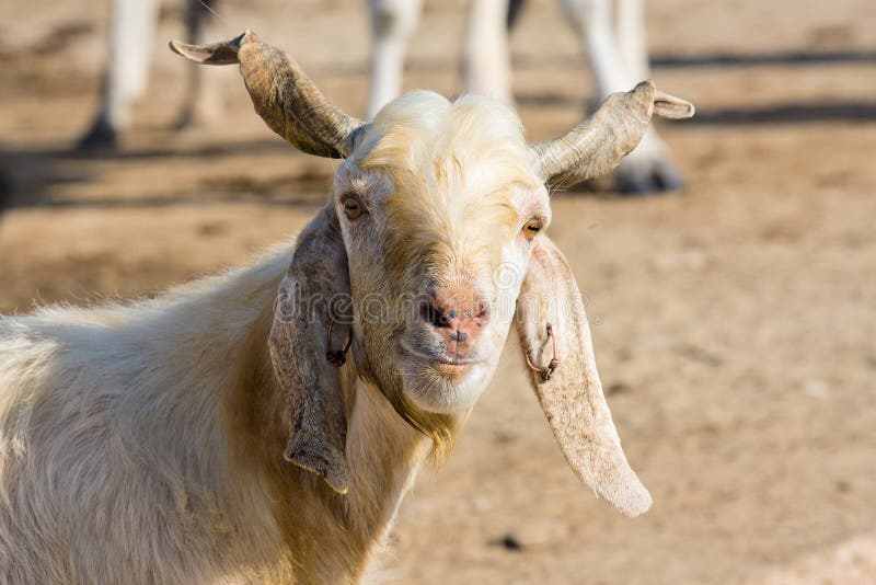 Goat portrait stock photo. Image of group, life, beautiful - 32868480