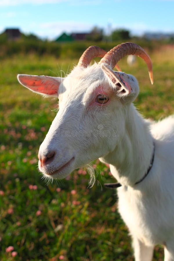 Goat Portrait on the Green Meadow Stock Photo - Image of country ...